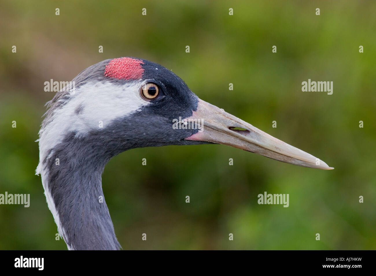 Crane bird head close up Stock Photo - Alamy