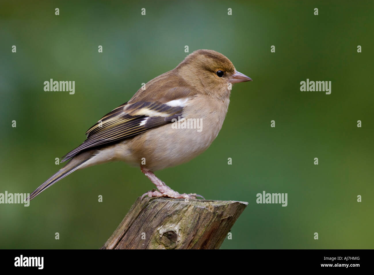 Female chaffinch autumn hi-res stock photography and images - Alamy