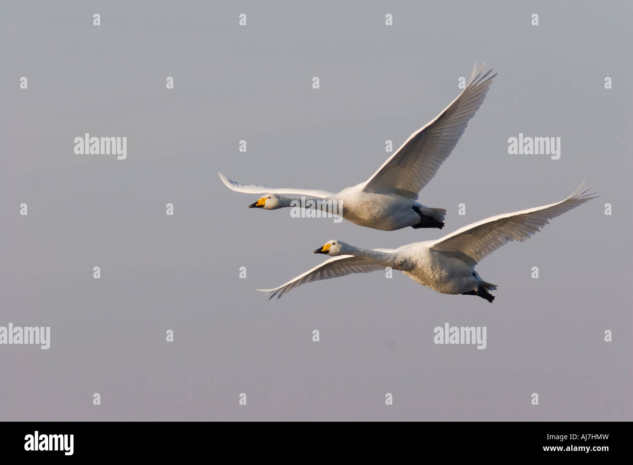 Whooper swan pair in flight Stock Photo - Alamy