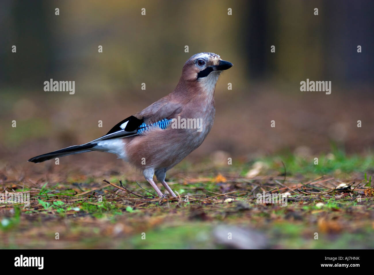 Jay bird on woodland ground Stock Photo - Alamy