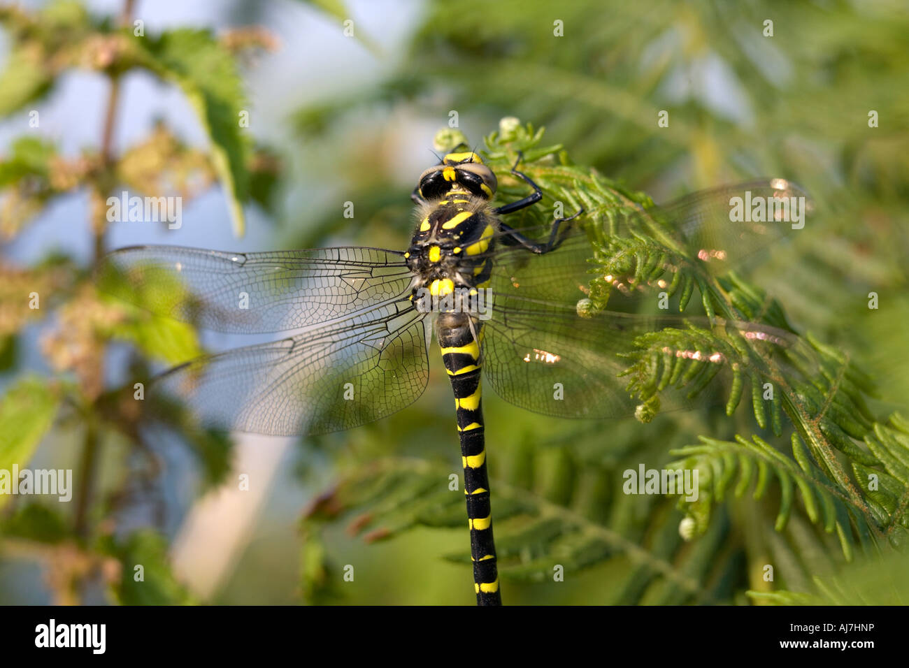 Golden Ringed Dragonfly Stock Photo - Alamy