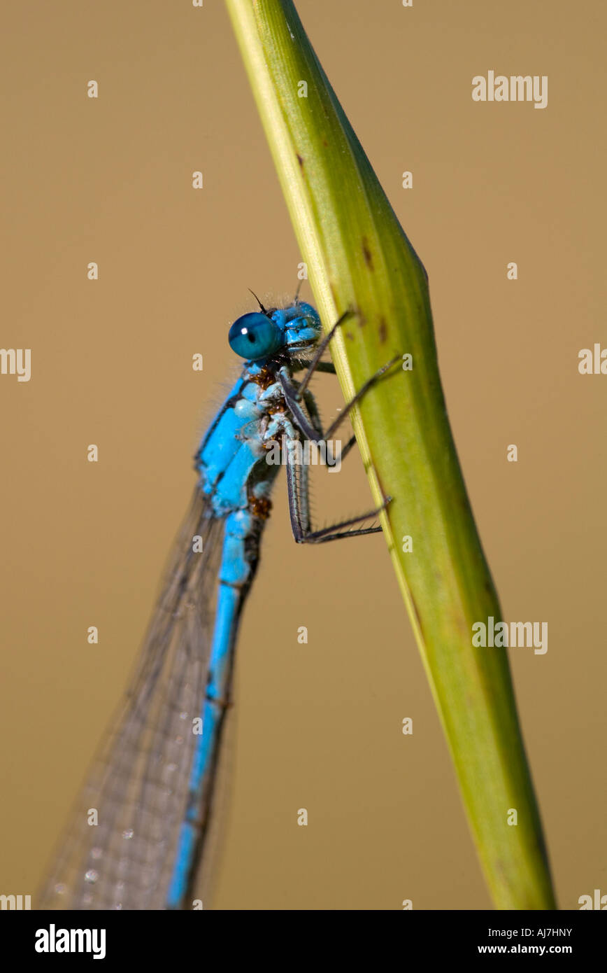 Common Blue Damselfly Stock Photo - Alamy
