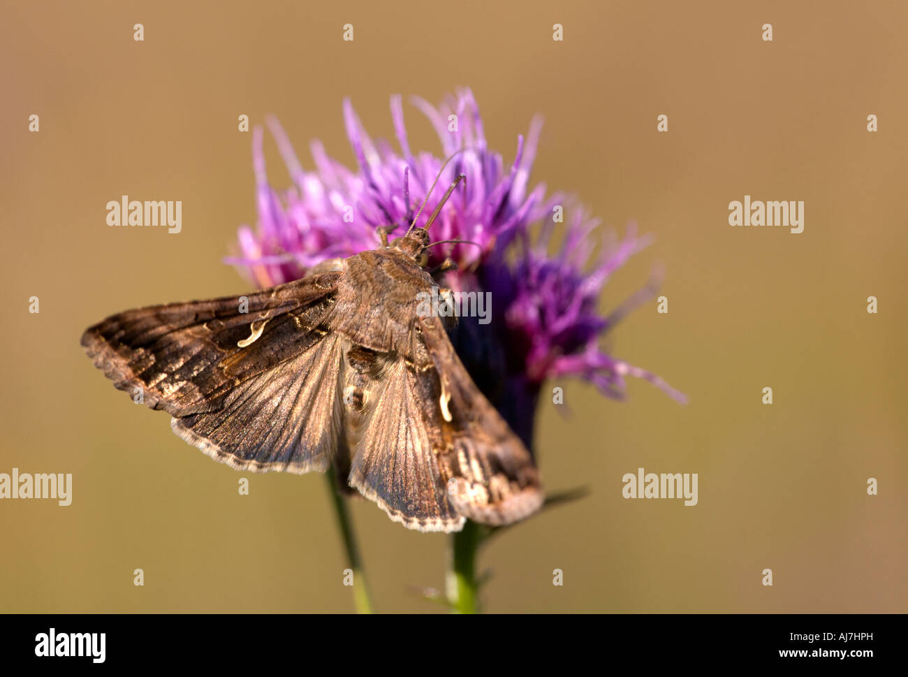 Silver Y Moth feeding Stock Photo - Alamy