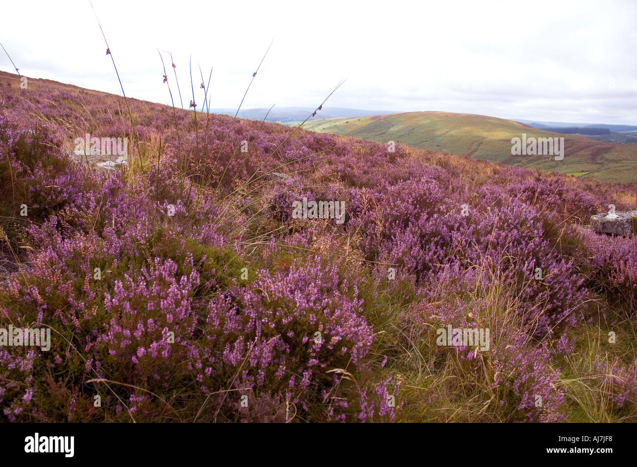 Heather growing, Dartmoor National Park, Devon, UK Stock Photo - Alamy