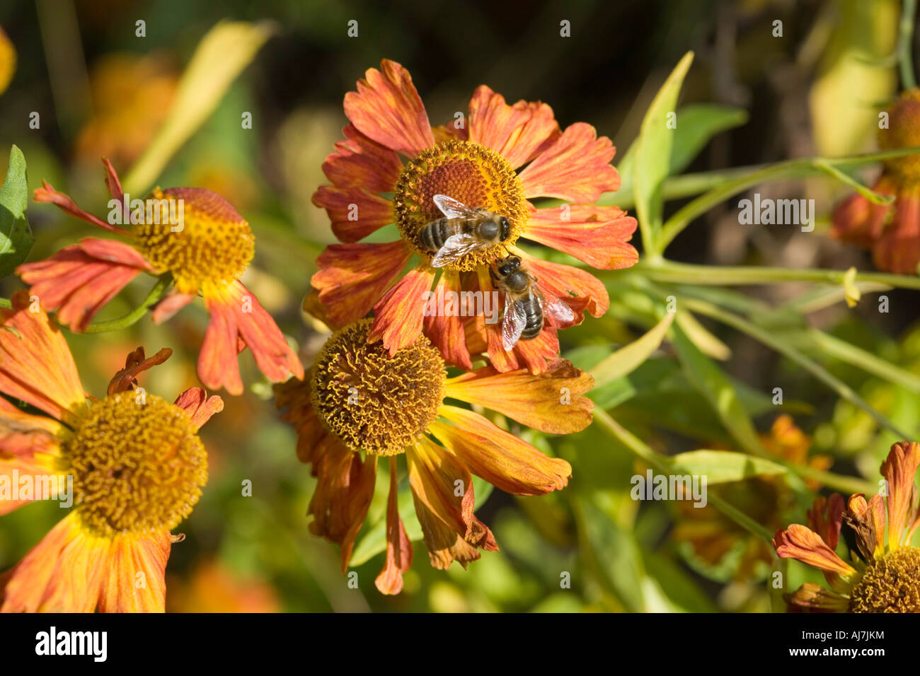 Orange Helenium and very happy honey bees gathering pollen in UK Stock ...