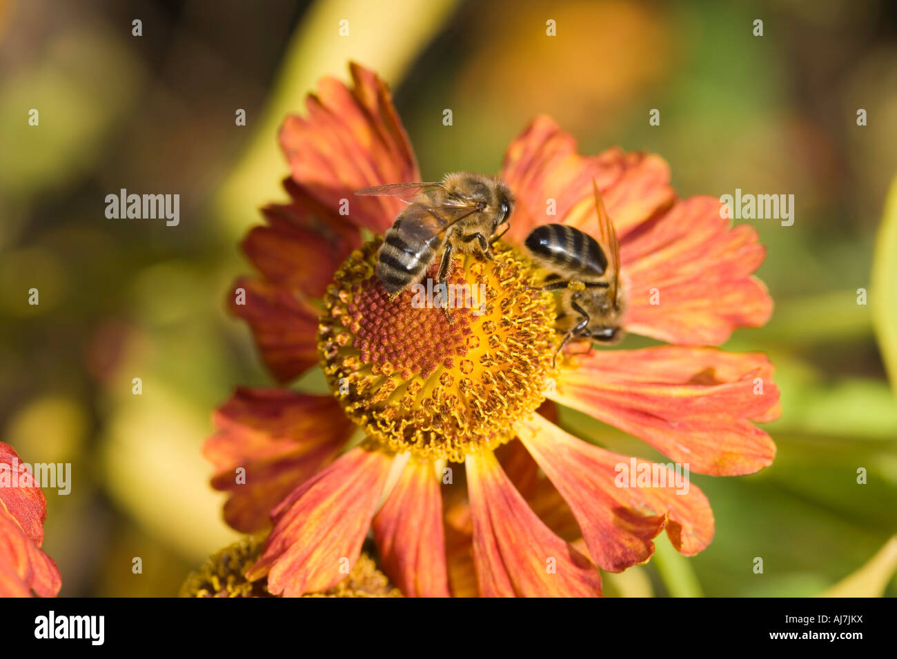 Bee pollen flower helenium hi-res stock photography and images - Alamy