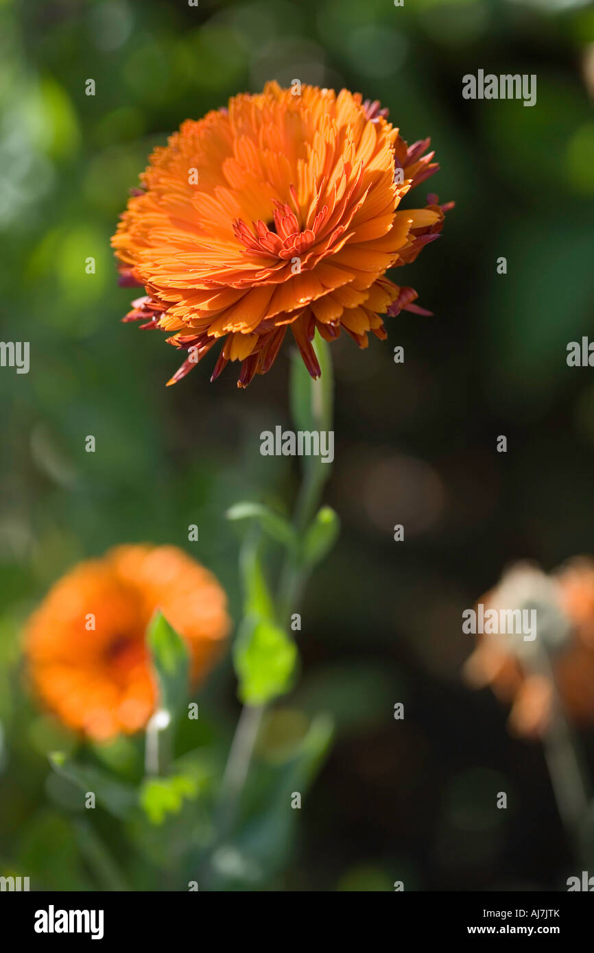 Marigold texture hi-res stock photography and images - Alamy