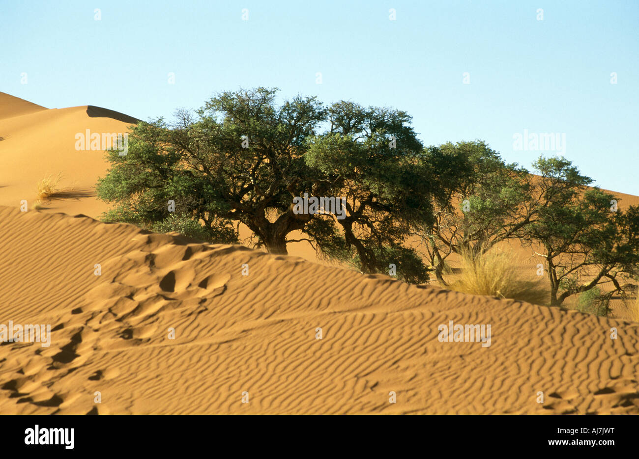 Camel thorn accasia tree in the namib desert Stock Photo - Alamy