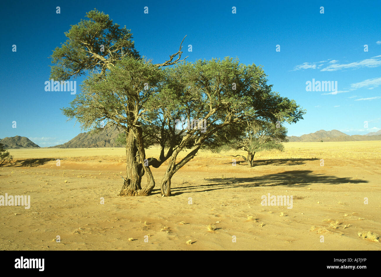 Camel thorn accasia tree in the namib desert Stock Photo - Alamy