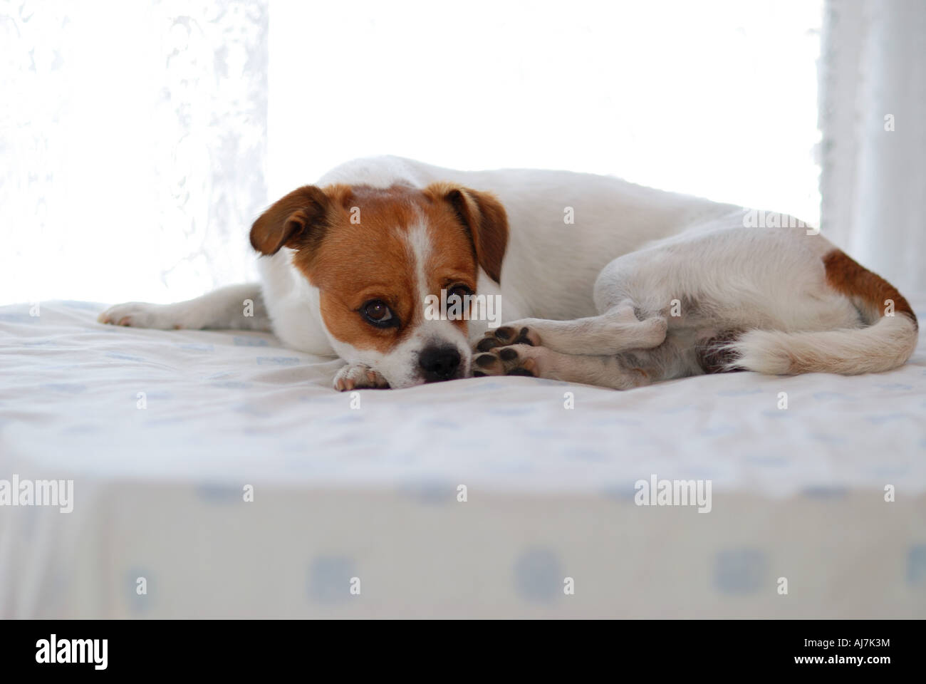 dog on bed at home Stock Photo - Alamy