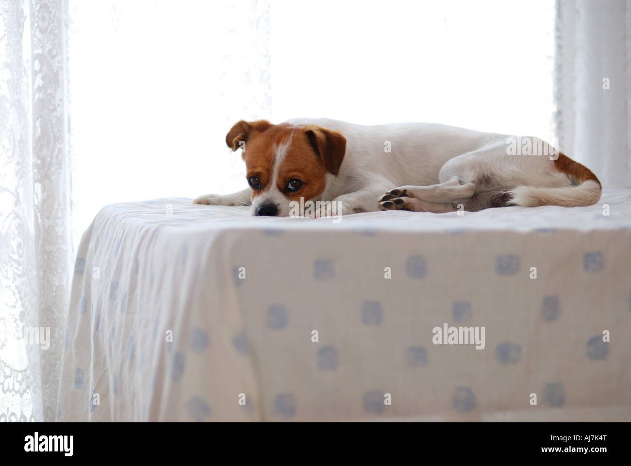 sad dog on bed at home Stock Photo - Alamy