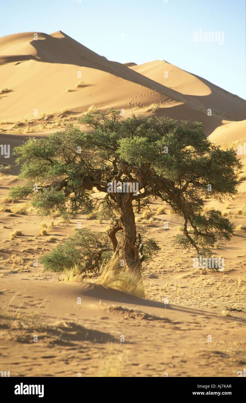 Camel thorn accasia tree in the namib desert Stock Photo - Alamy