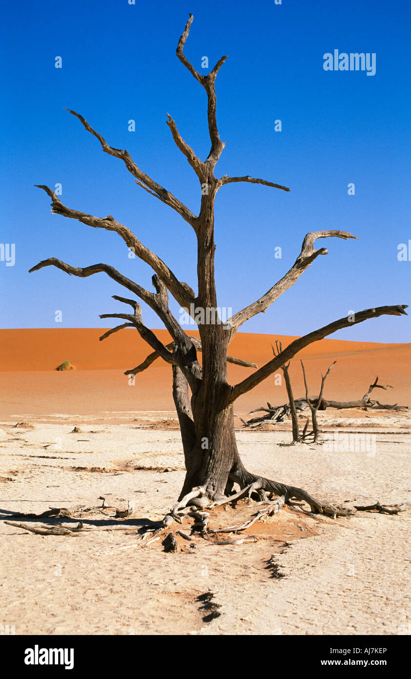 dead camel thorn tree Stock Photo - Alamy