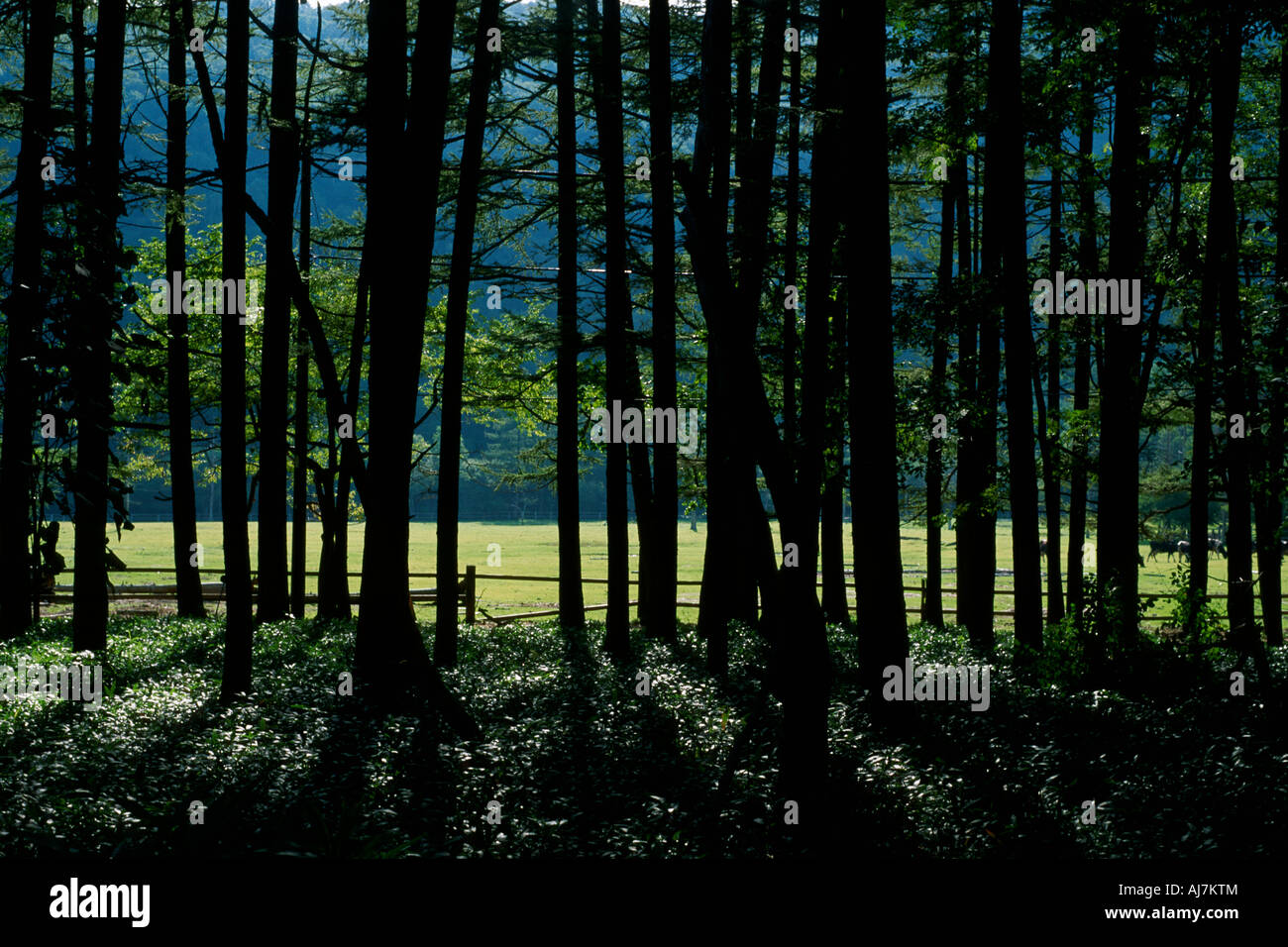 Bokujo hi-res stock photography and images - Alamy