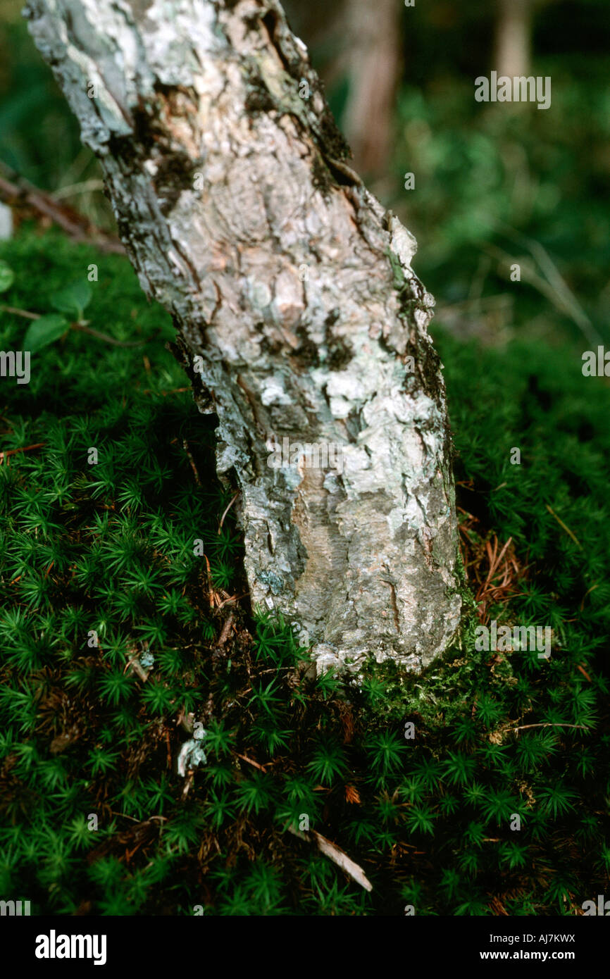 Hair cap moss hi-res stock photography and images - Alamy
