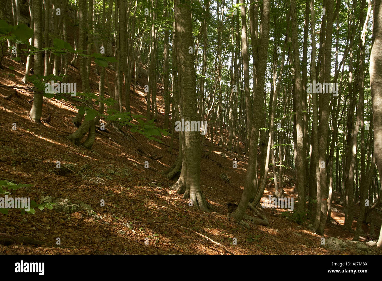 beech forest in the Camosciara Abruzzi national park Italy Stock Photo ...