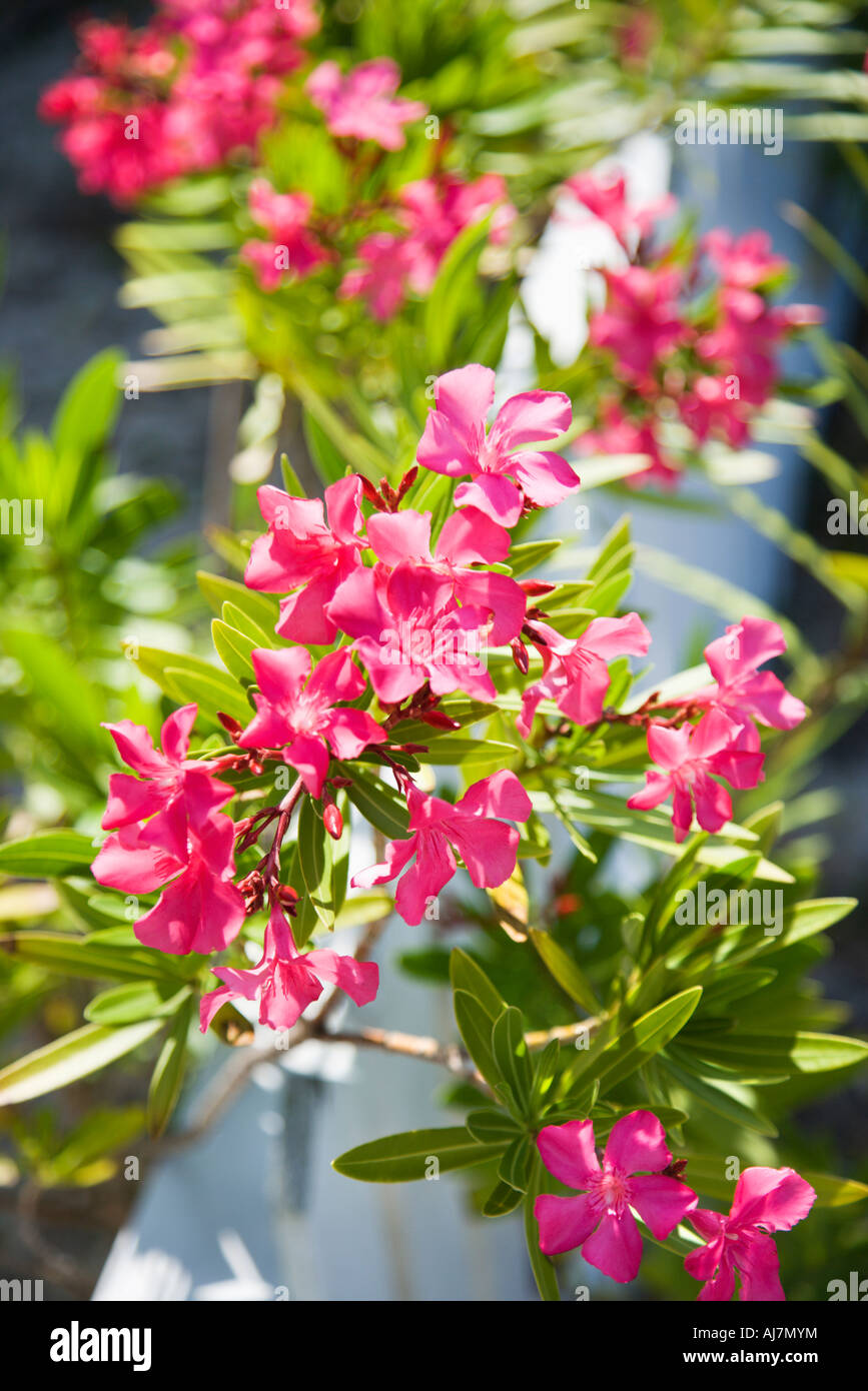 Plant with pink flowers growing beside white picket fence Stock Photo ...