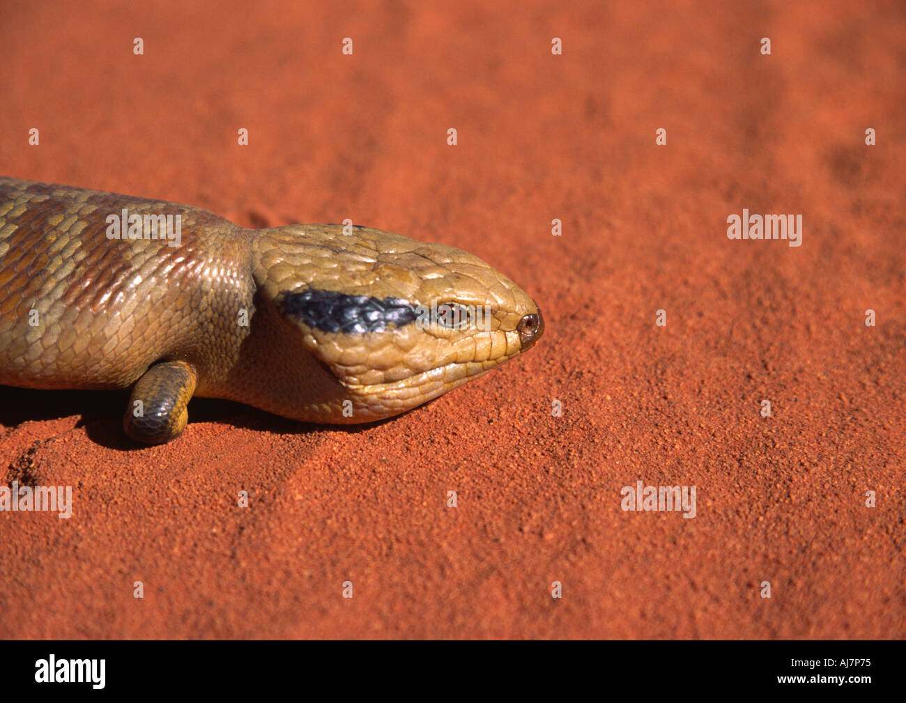 Blue Tongue Lizard West Australia Stock Photo - Alamy