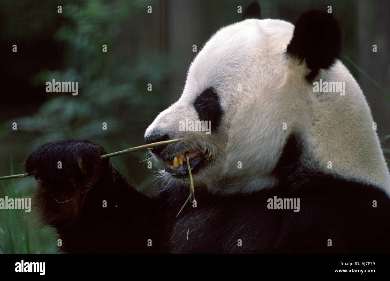 Giant panda eating paw hi-res stock photography and images - Alamy
