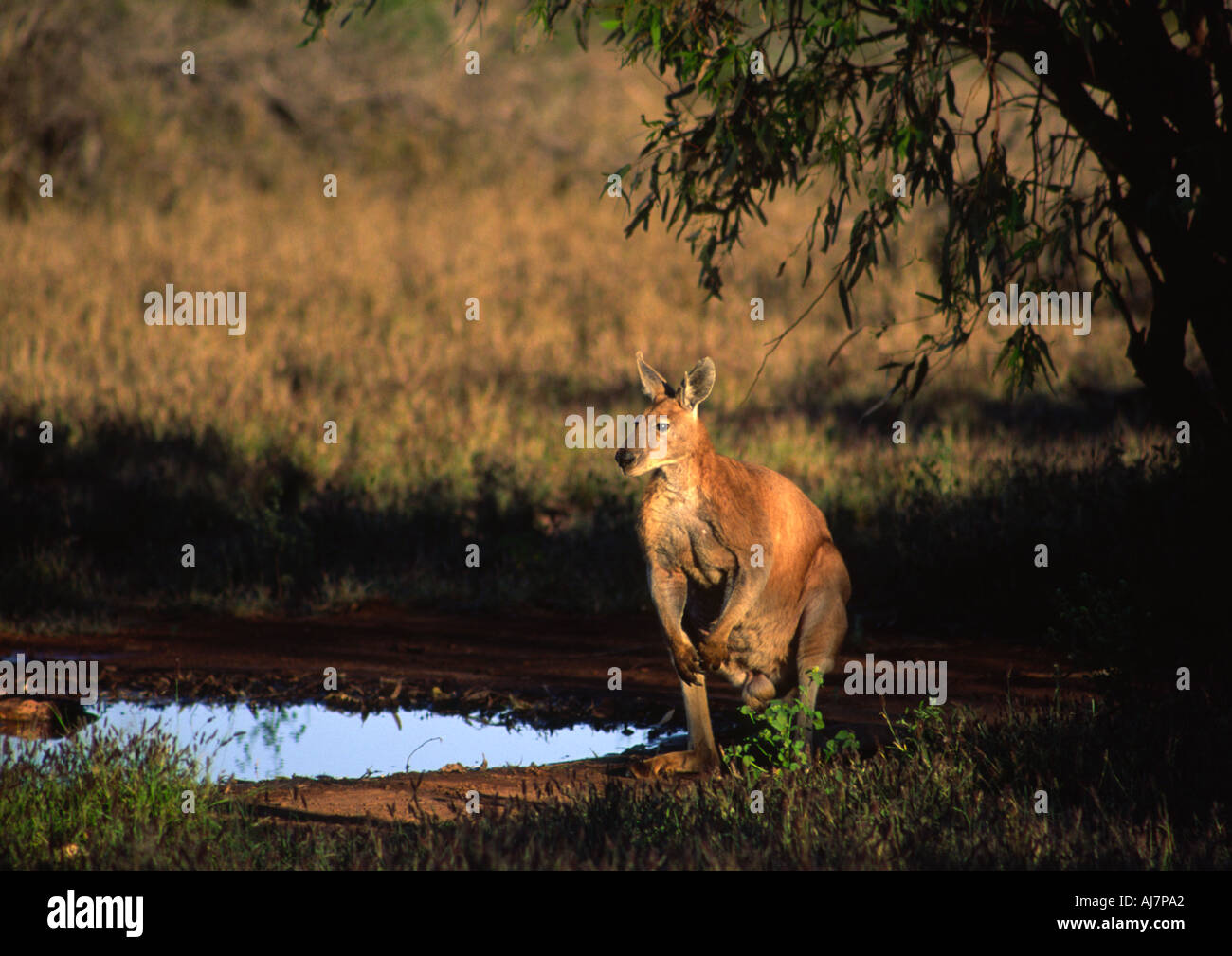Adult red kangaroo macropus rufus hi-res stock photography and images ...