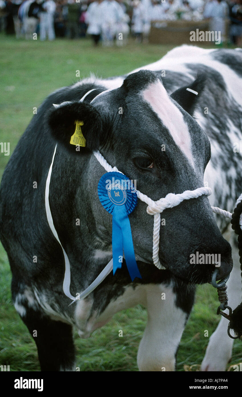 prize winning hefer at Frome Cheese Show 2004 Stock Photo - Alamy