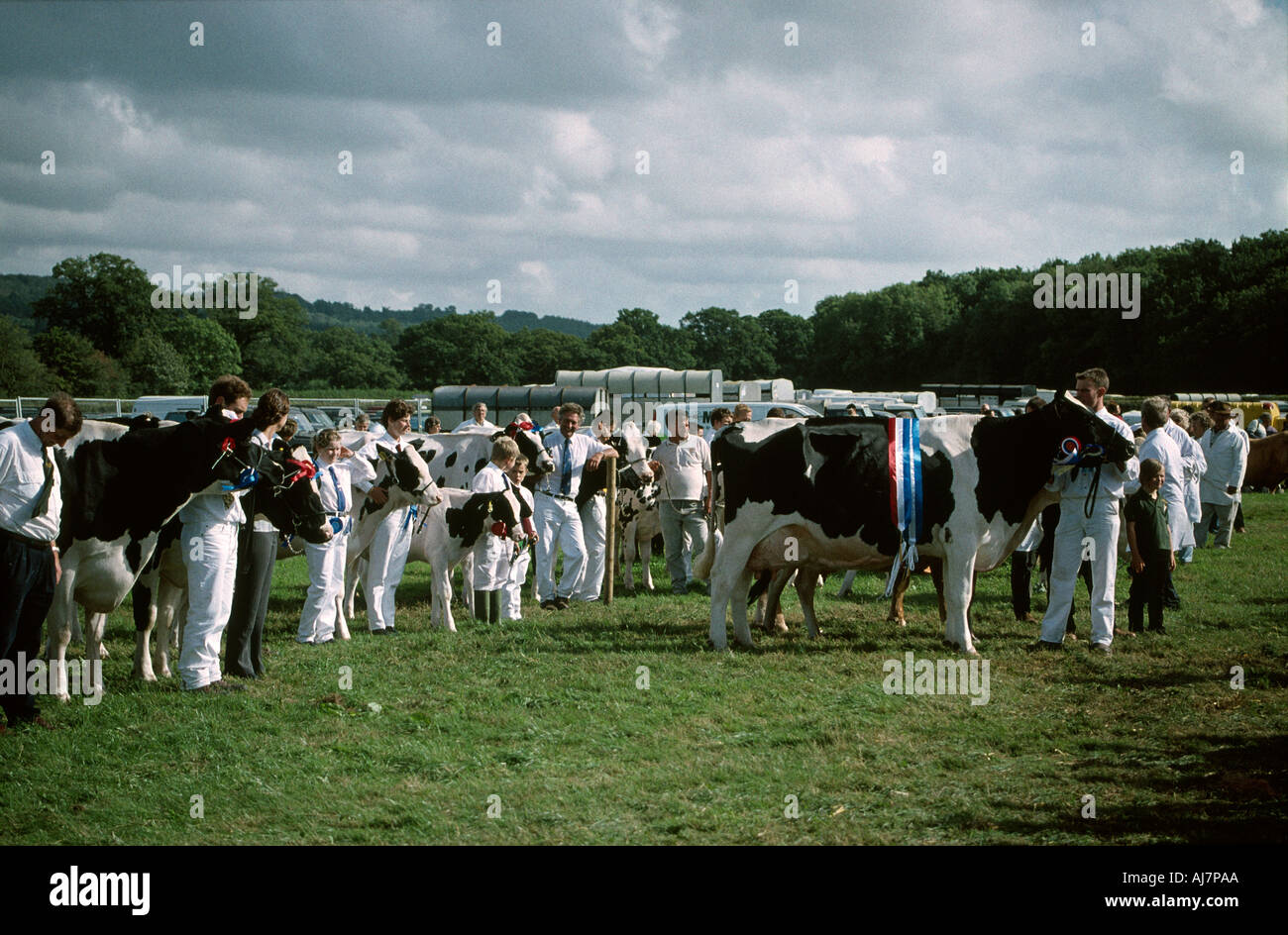line up of prize winning cattle at Frome Cheese Show 2004 Stock Photo ...