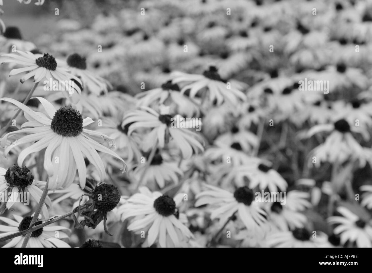 Black and white field hi-res stock photography and images - Alamy