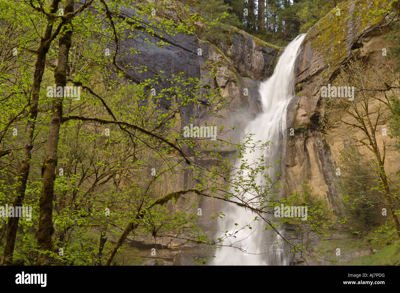 Golden Falls at Golden and Silver Falls State Park Coast Range ...