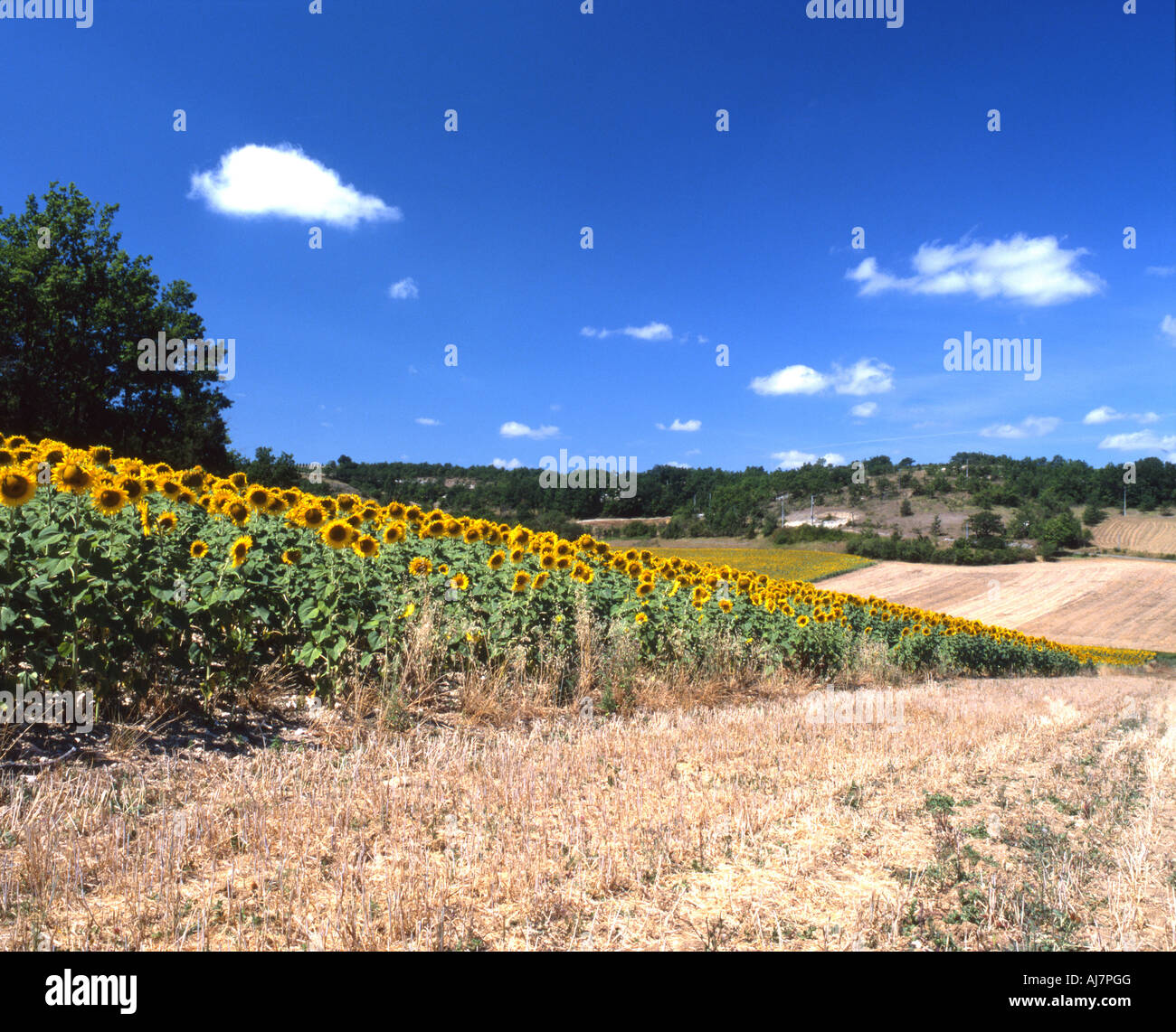 Sunflower field in the South of France Stock Photo - Alamy