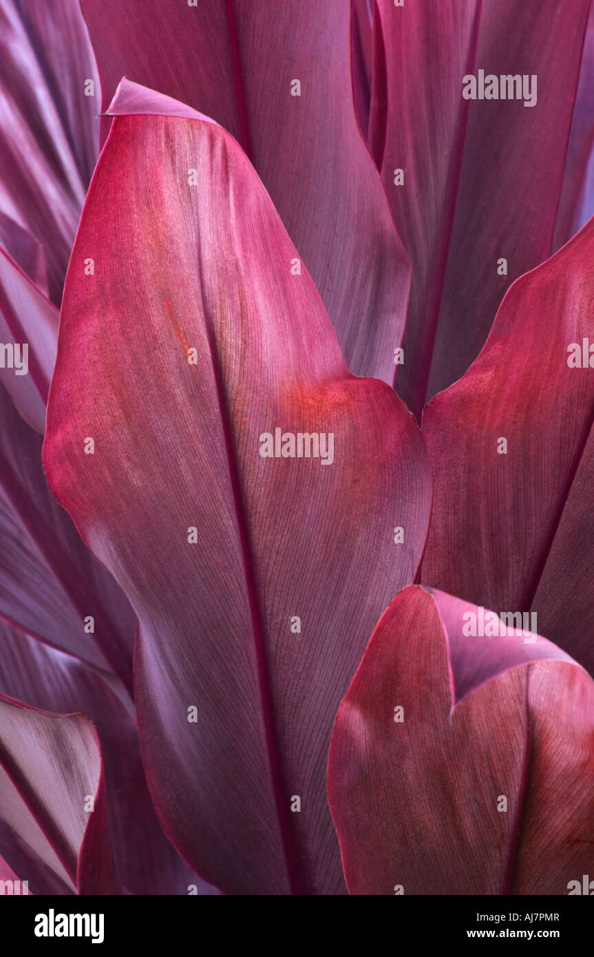 Hawaiian ti hi-res stock photography and images - Alamy