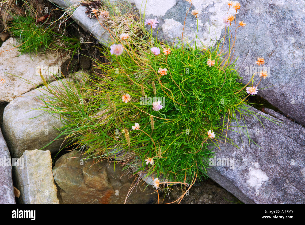 Thrift A Hardy Coastal Plant Shown In Flower Growing Between Rocks On ...