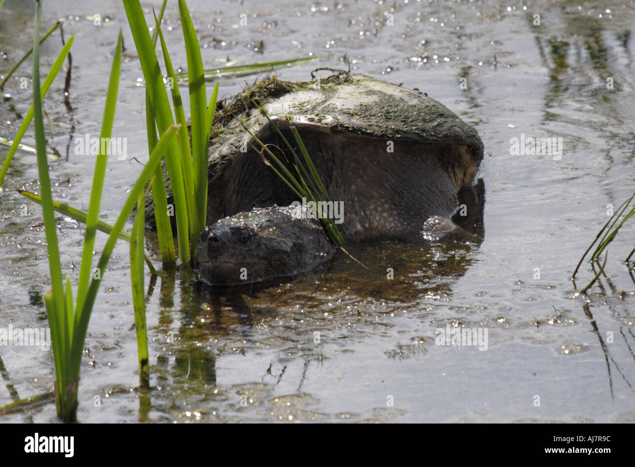 Large Snapping turtle Stock Photo - Alamy