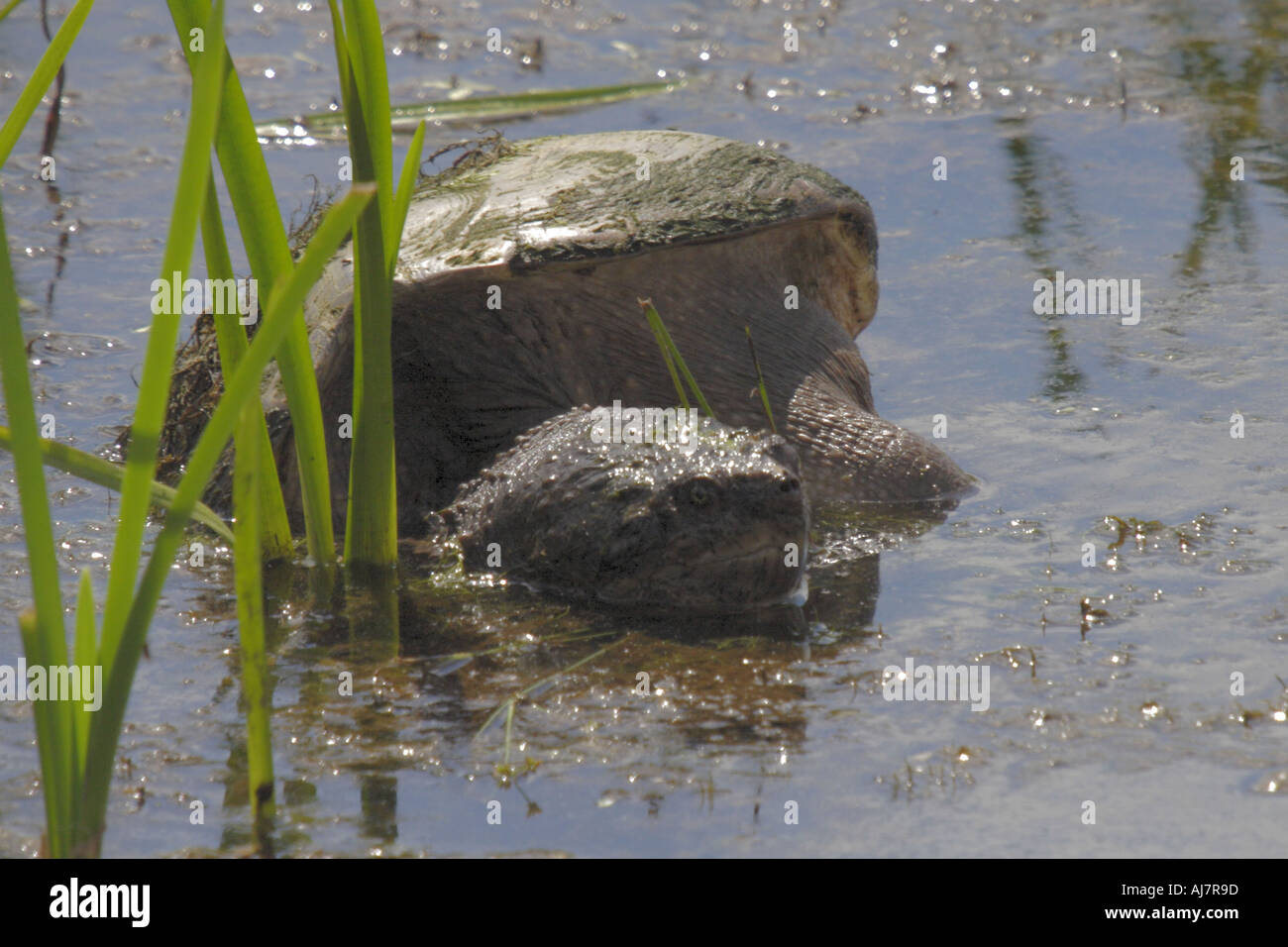 Large Snapping turtle Stock Photo - Alamy