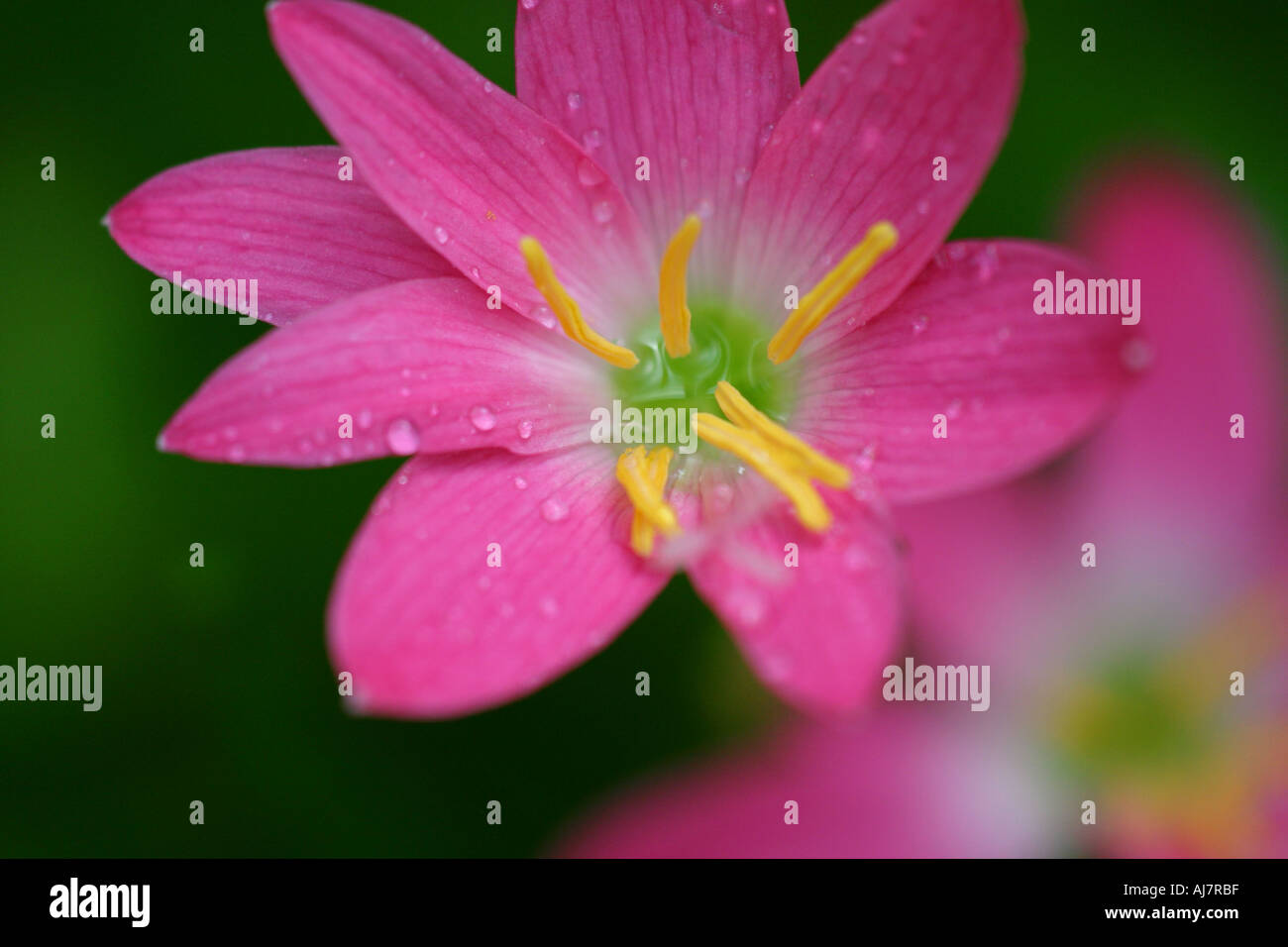 Emblem still life image power dance goddess pose hi-res stock ...