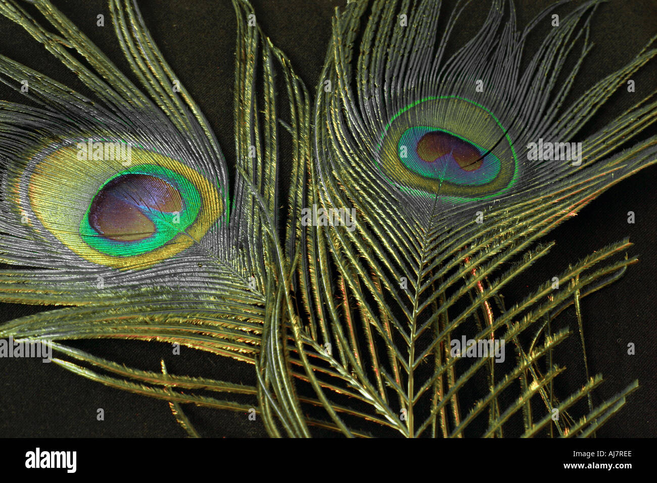 Curled feather hi-res stock photography and images - Alamy