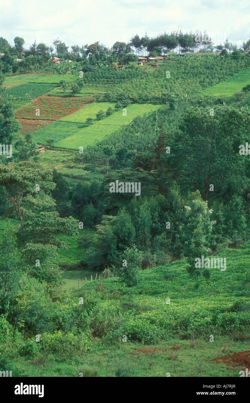 Nature in Central Province, Kenya Stock Photo - Alamy