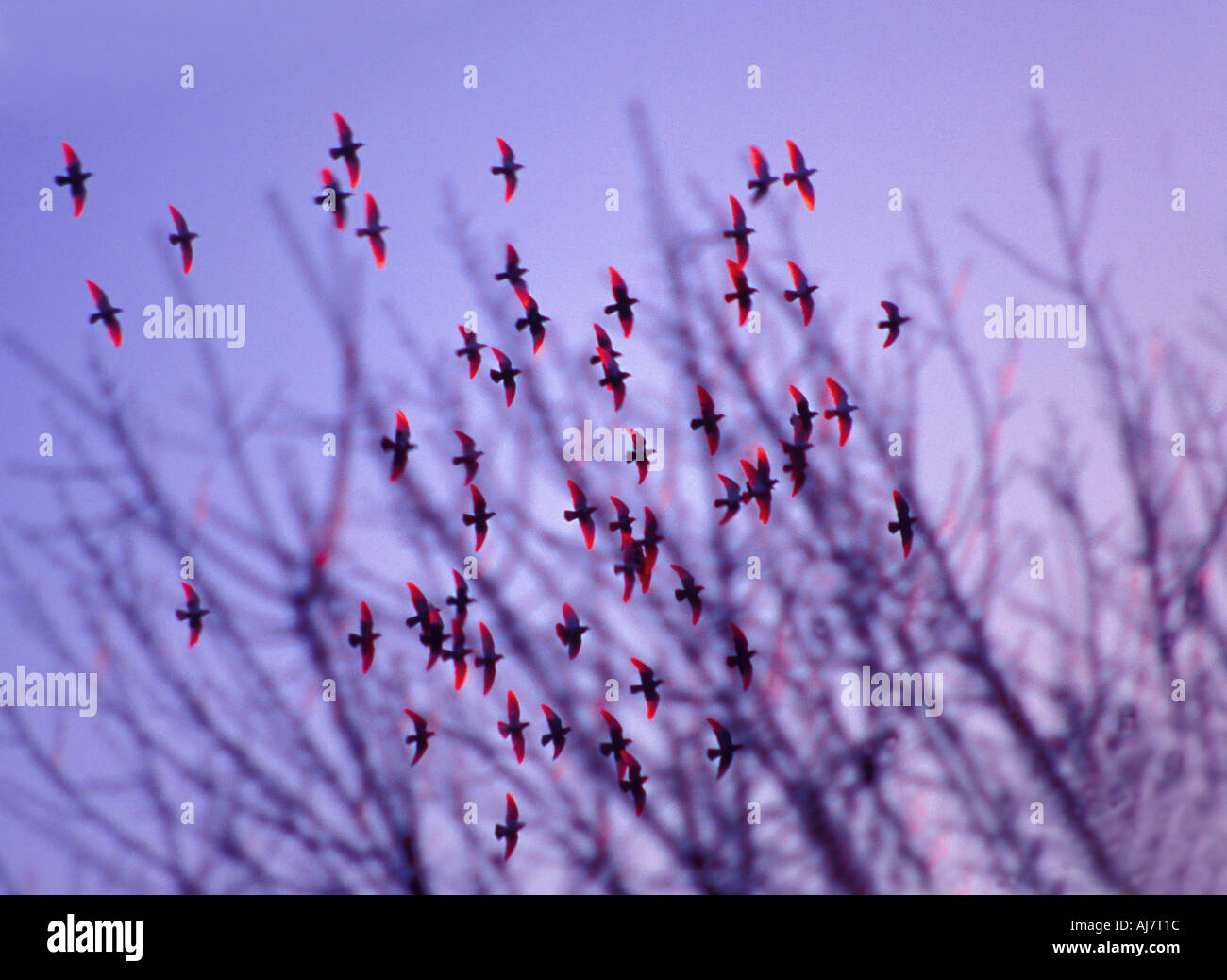 Birds flying over trees Stock Photo - Alamy