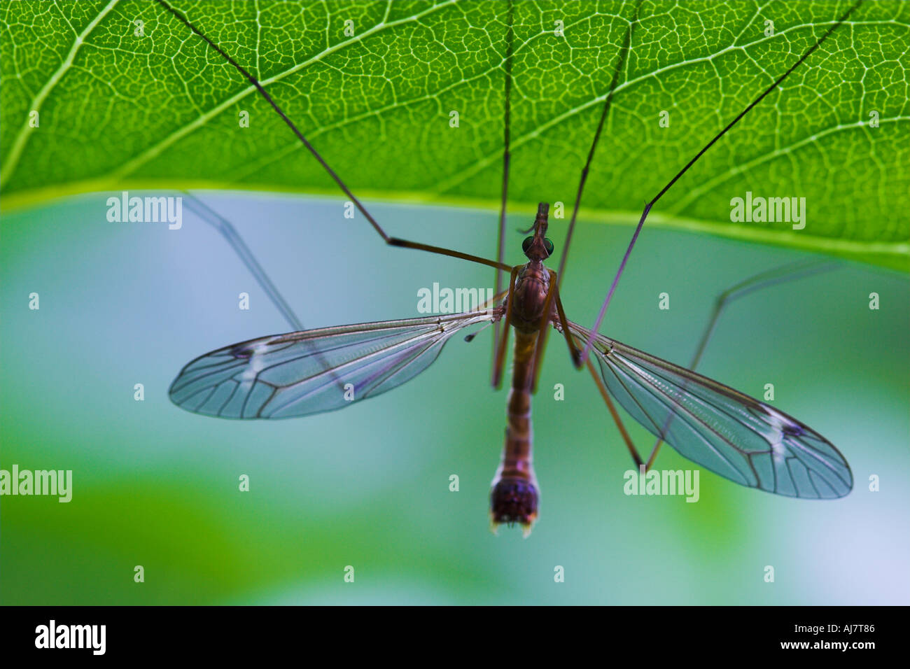 Dragonfly under hi-res stock photography and images - Alamy
