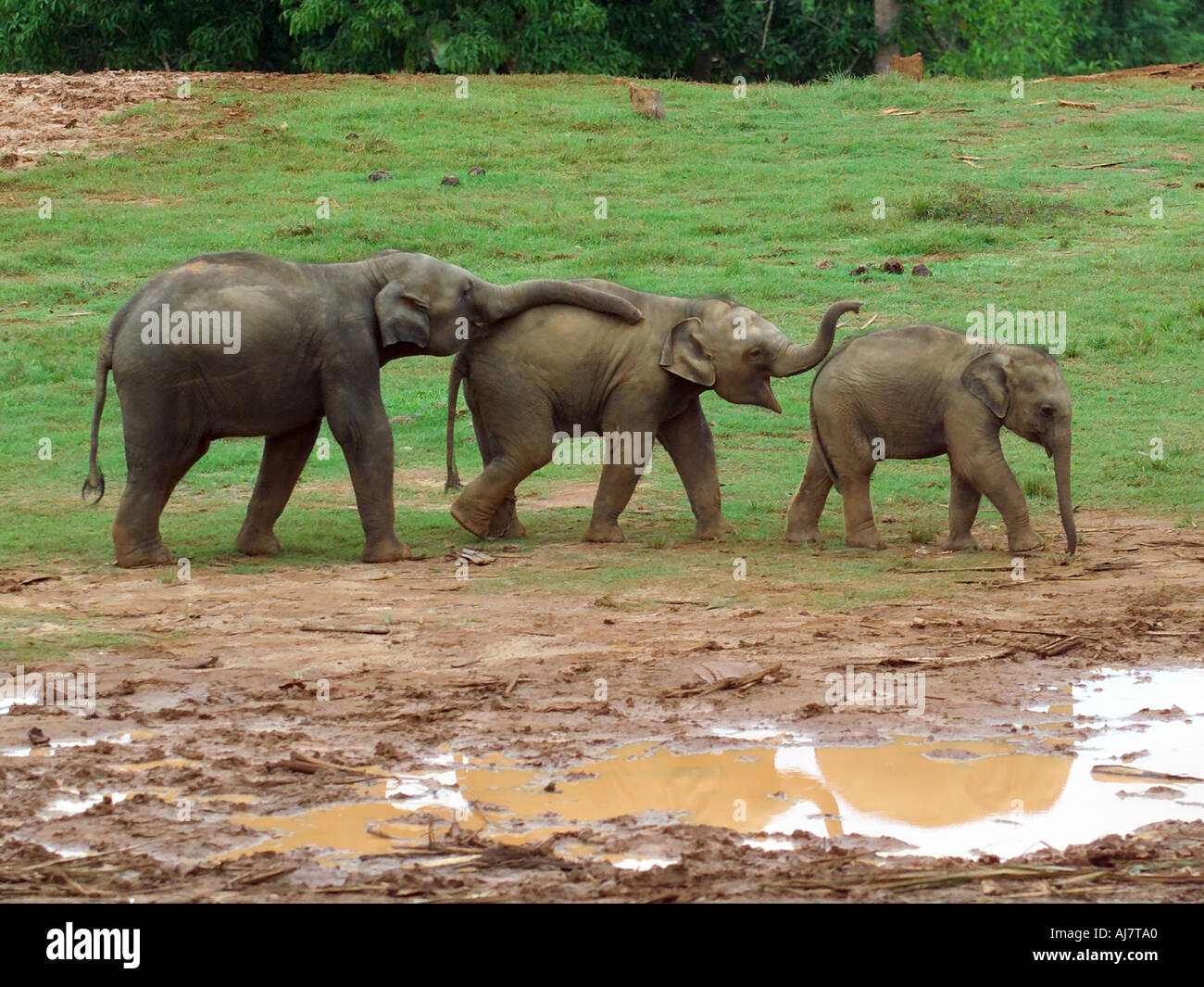 Indian elephants walking hi-res stock photography and images - Alamy