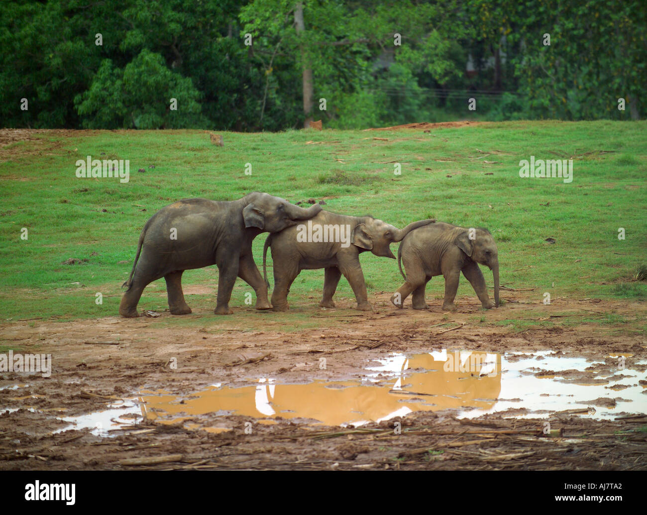 Three elephants walking side by side hi-res stock photography and ...