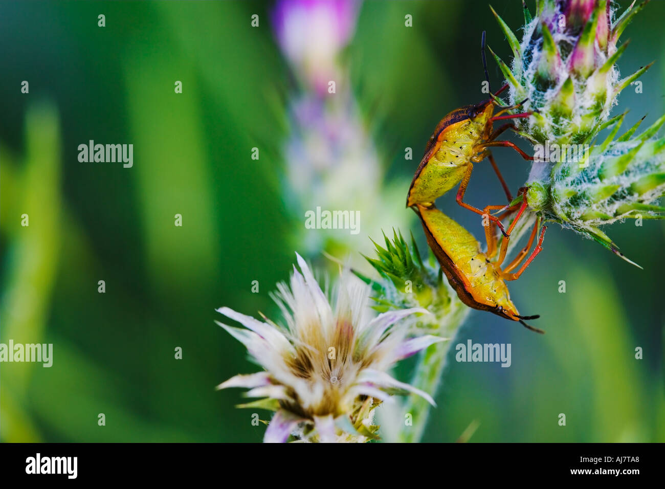 Matting bugs hi-res stock photography and images - Alamy
