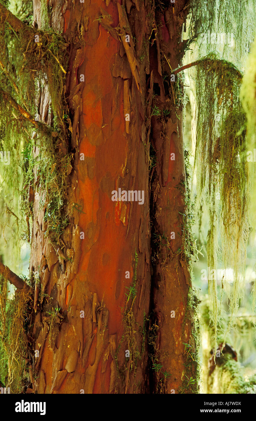 Pacific Yew tree Taxus brevifolia source of cancer fighting drug Taxol ...