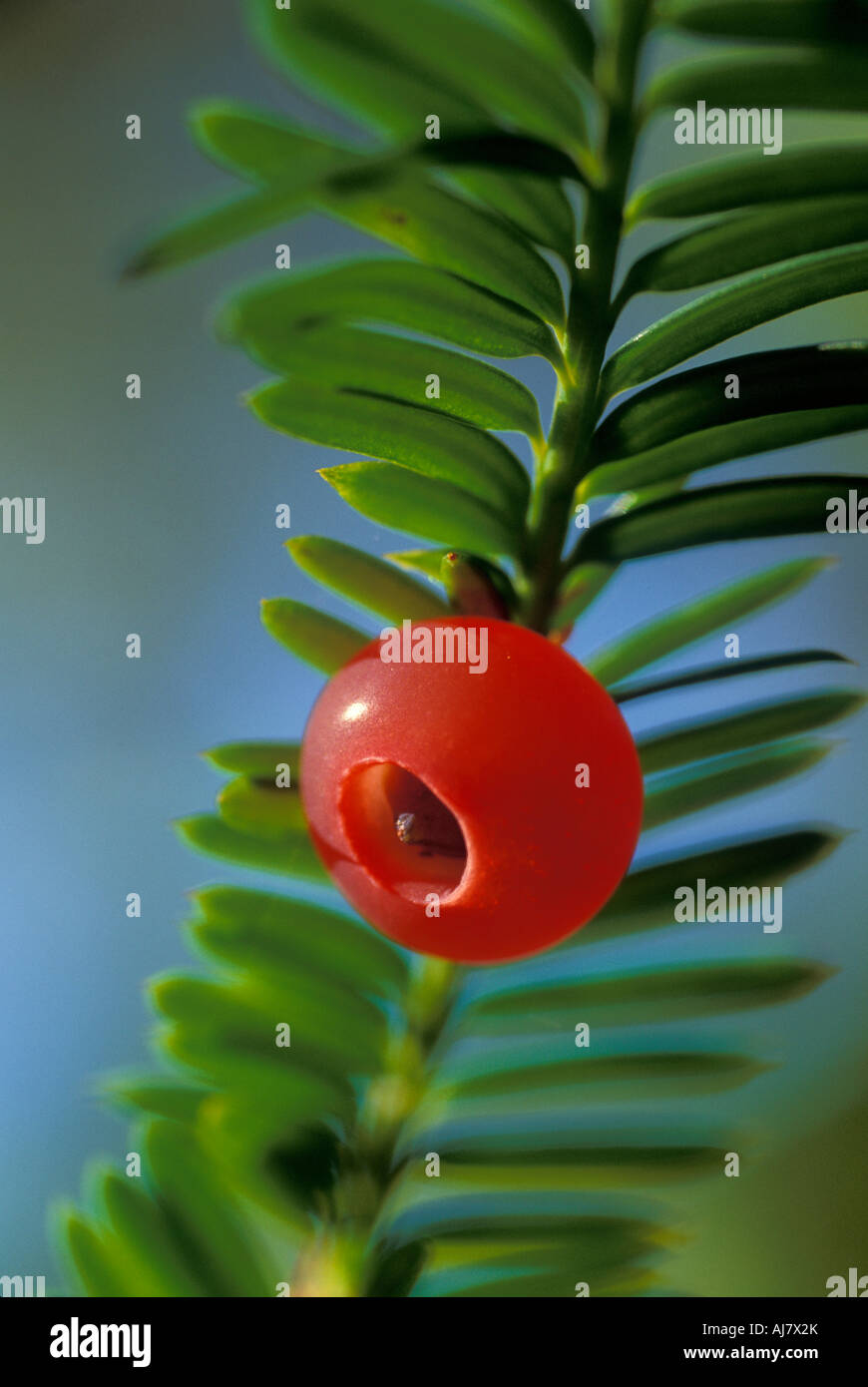 Pacific yew tree hi-res stock photography and images - Alamy