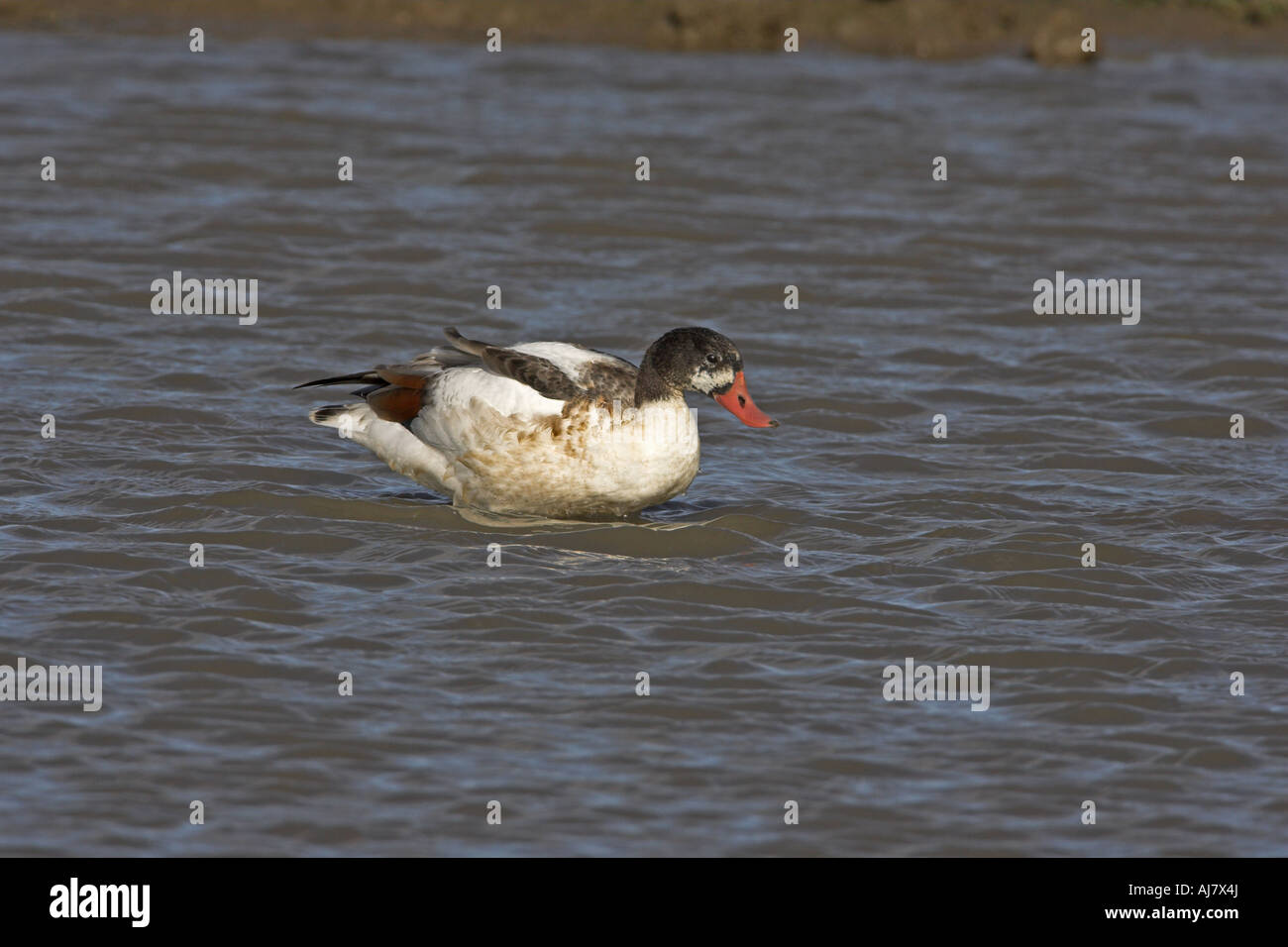 Common Shelduck Tadorna Tadorna adult male in eclipse plumage Cley ...