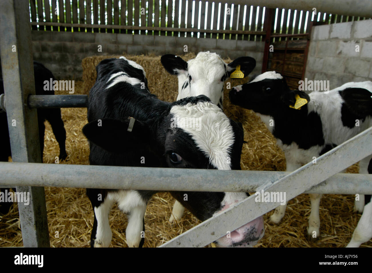 Friesian calves in a farm building lined with straw bales on a dairy ...