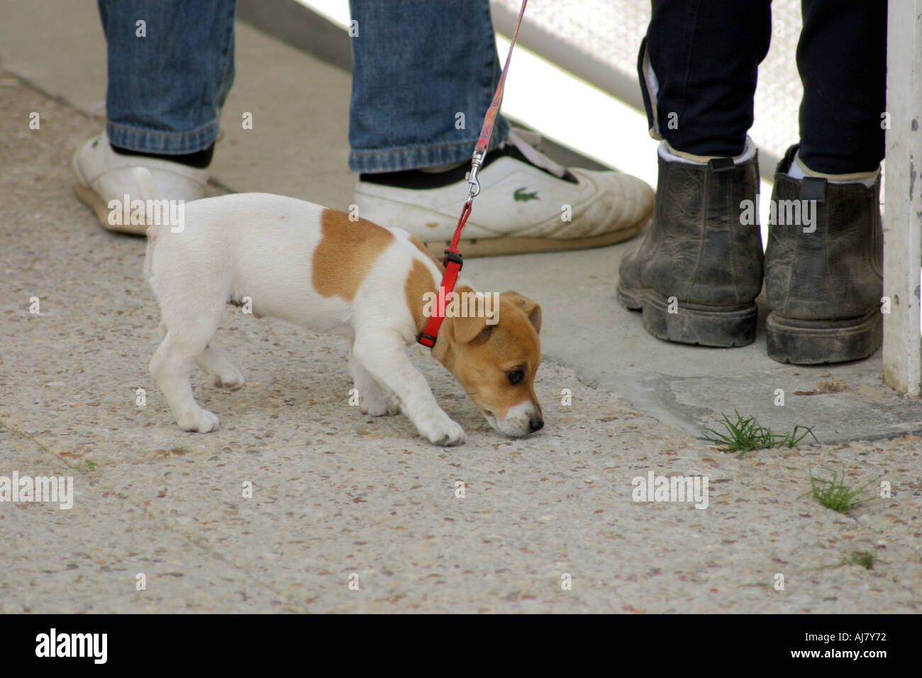 small dog sniffing around peoples feet Stock Photo - Alamy