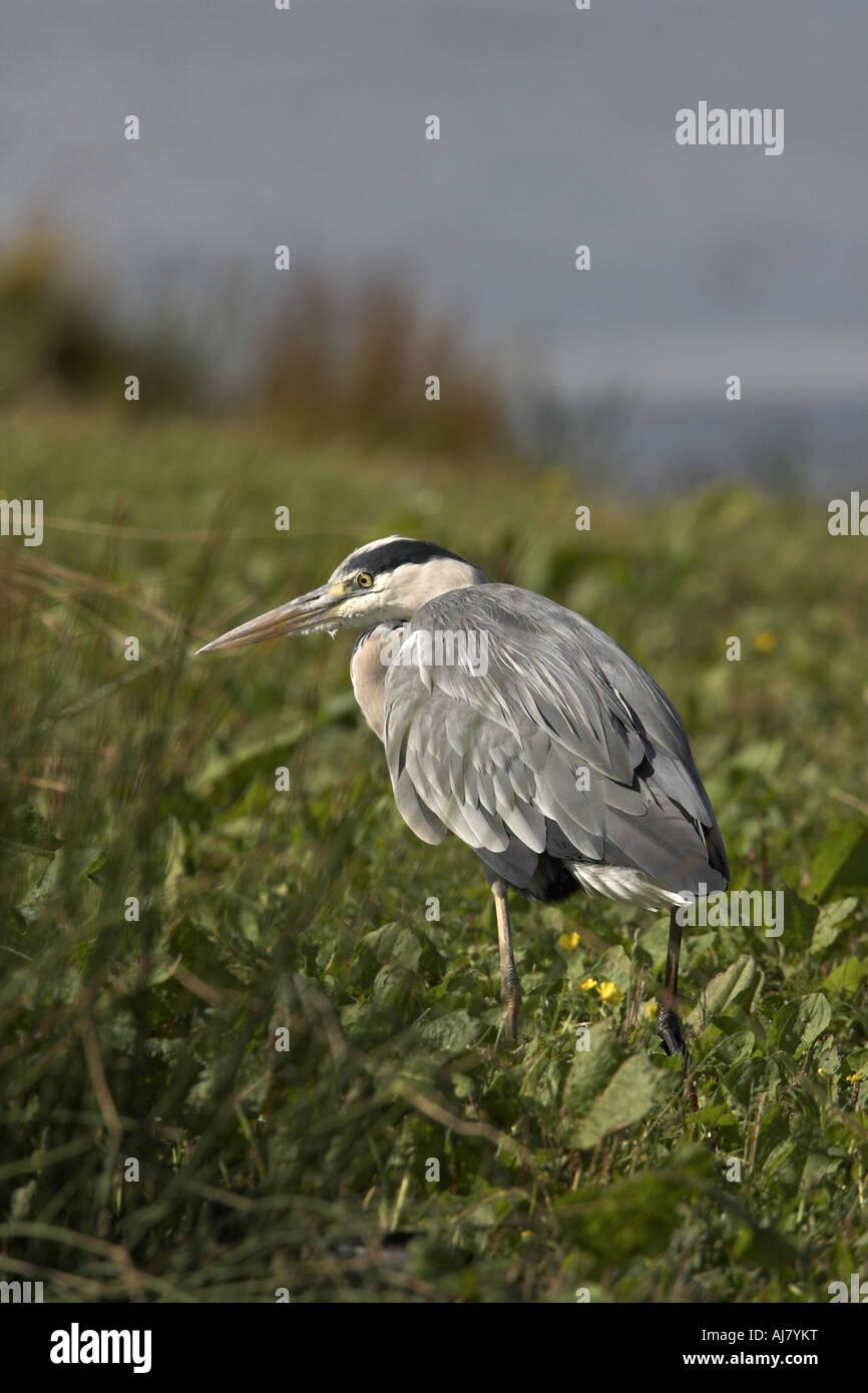 Grey Heron Ardea cinerea adult roosting Cley Marsh North Norfolk ...