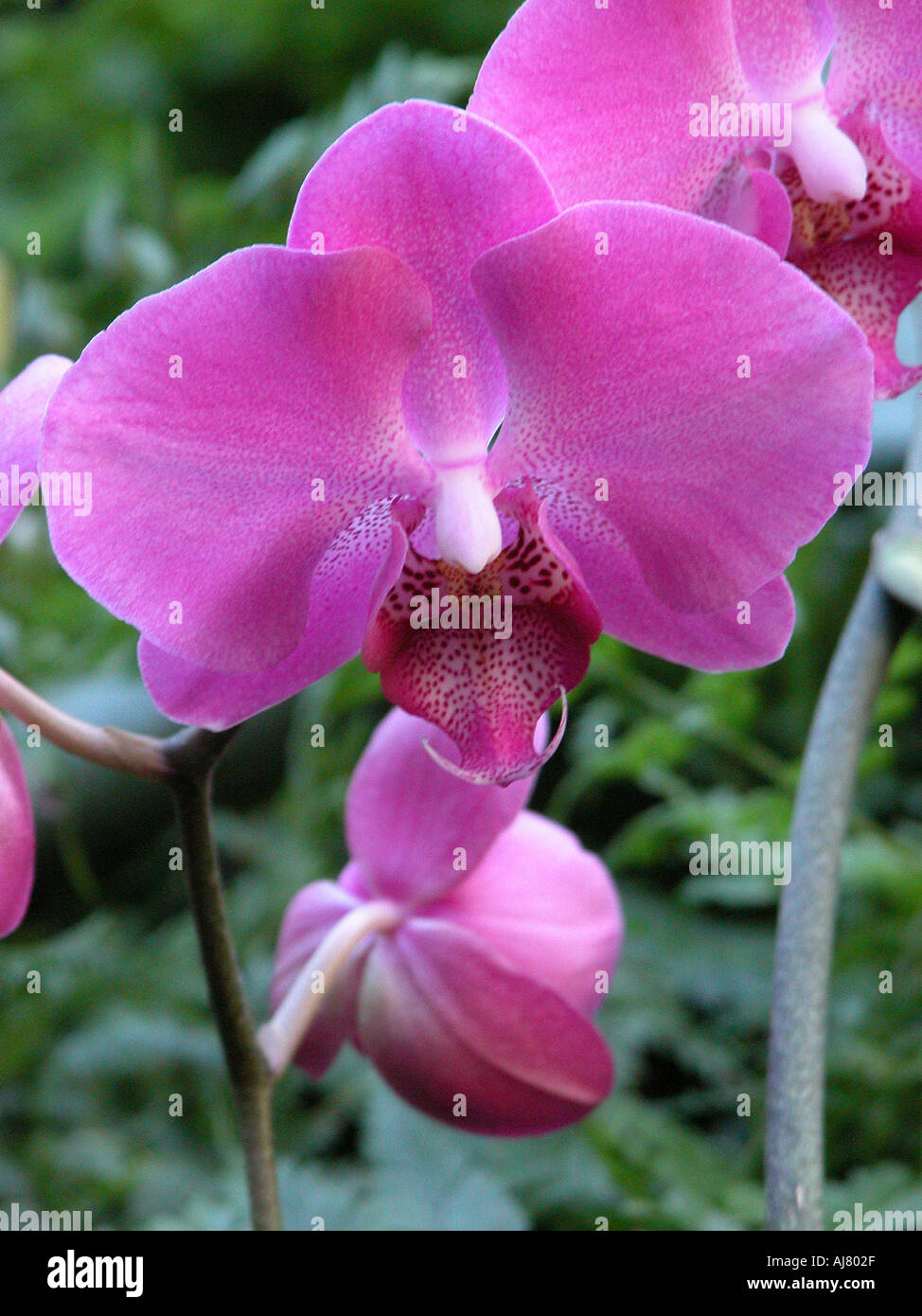 Orchids on Display at Botanical Gardens Washington D C DC Stock Photo ...