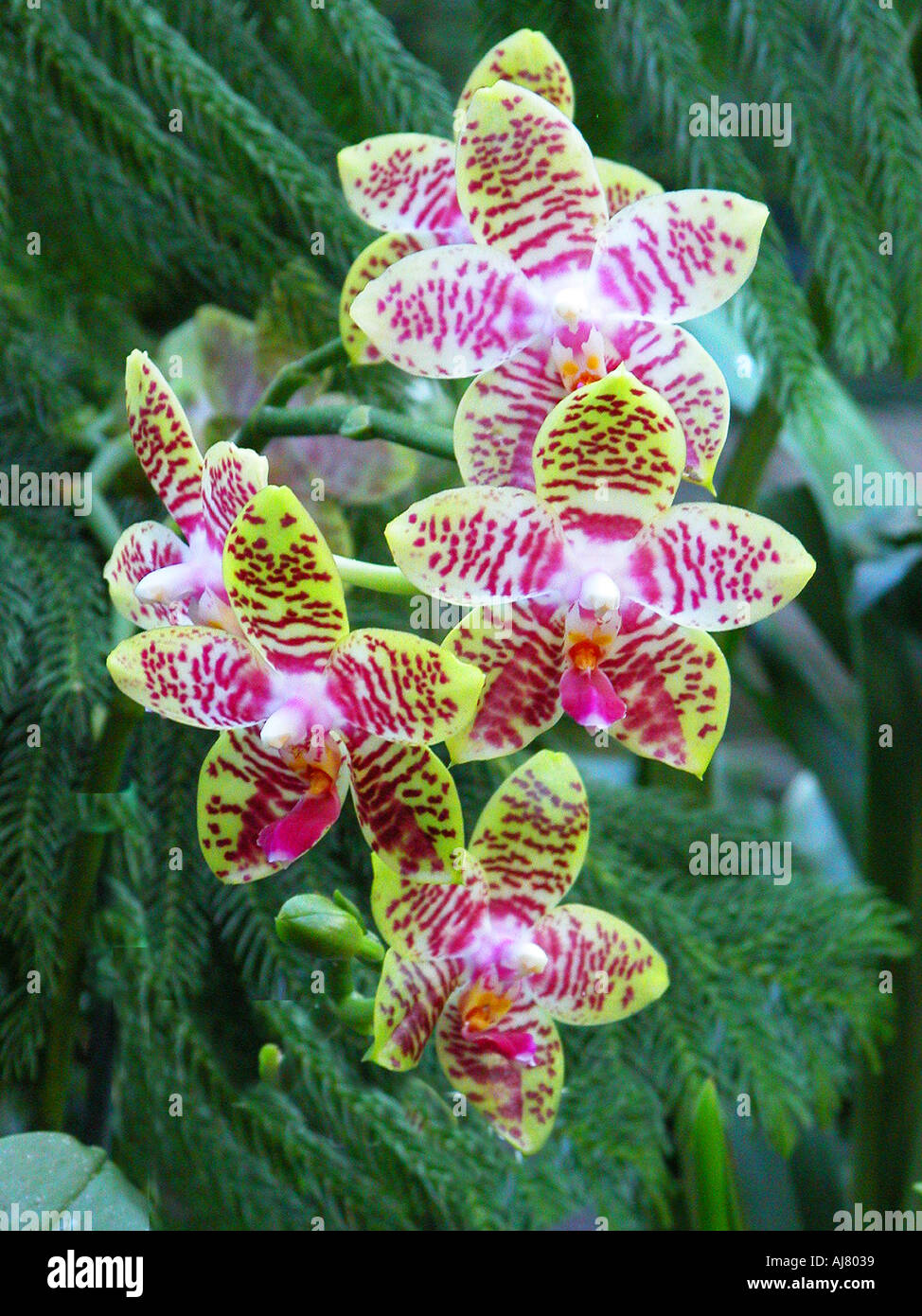 Orchids on Display at Botanical Gardens Washington D C DC Stock Photo ...