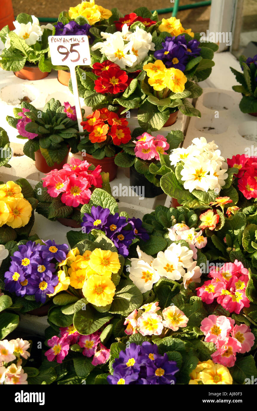 Polyanthus pots hi-res stock photography and images - Alamy